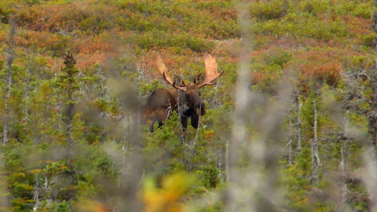 MOOSE – Off the Grid Adventures Inc.